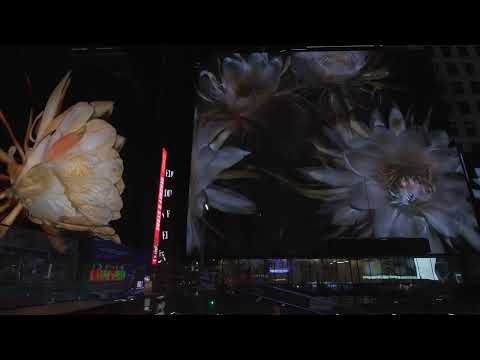 October 2023 Midnight Moment: "Circadian Nocturne" by Anna Ridler