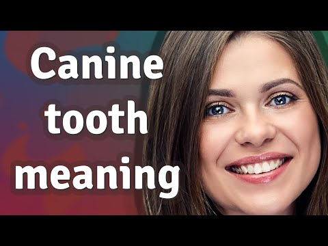 Canine tooth | meaning of Canine tooth