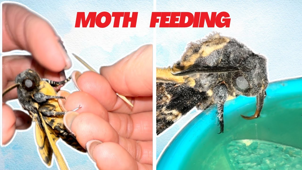 Watch how I feed a moth (deaths head hawk moths)