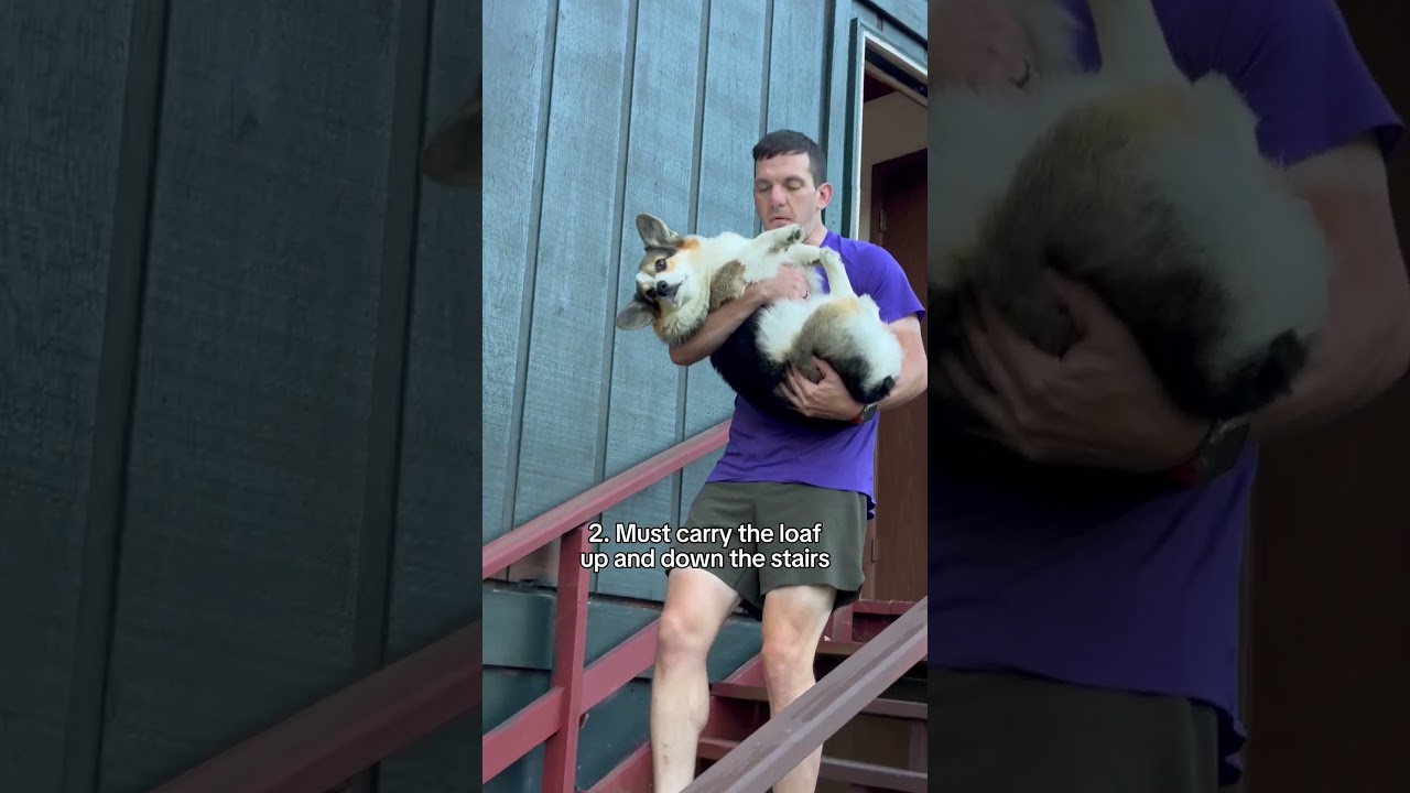 5 Things Corgi Owners Can Agree On