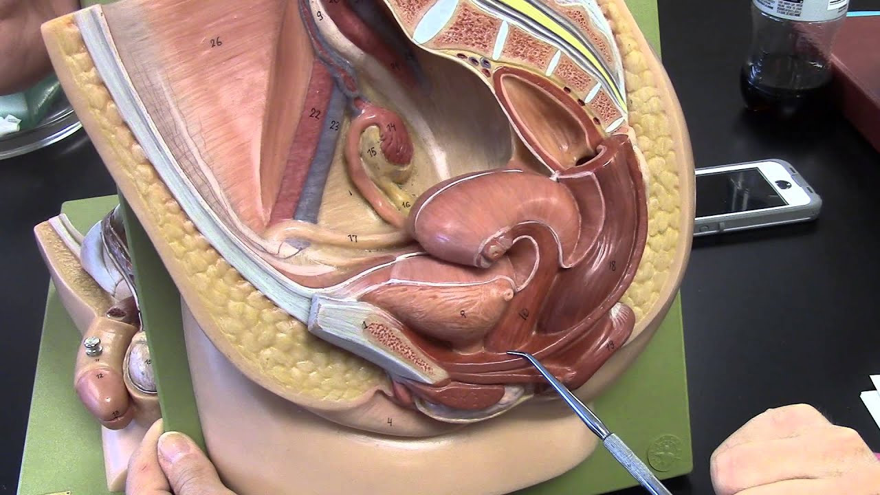Female Reproductive (Large Model)