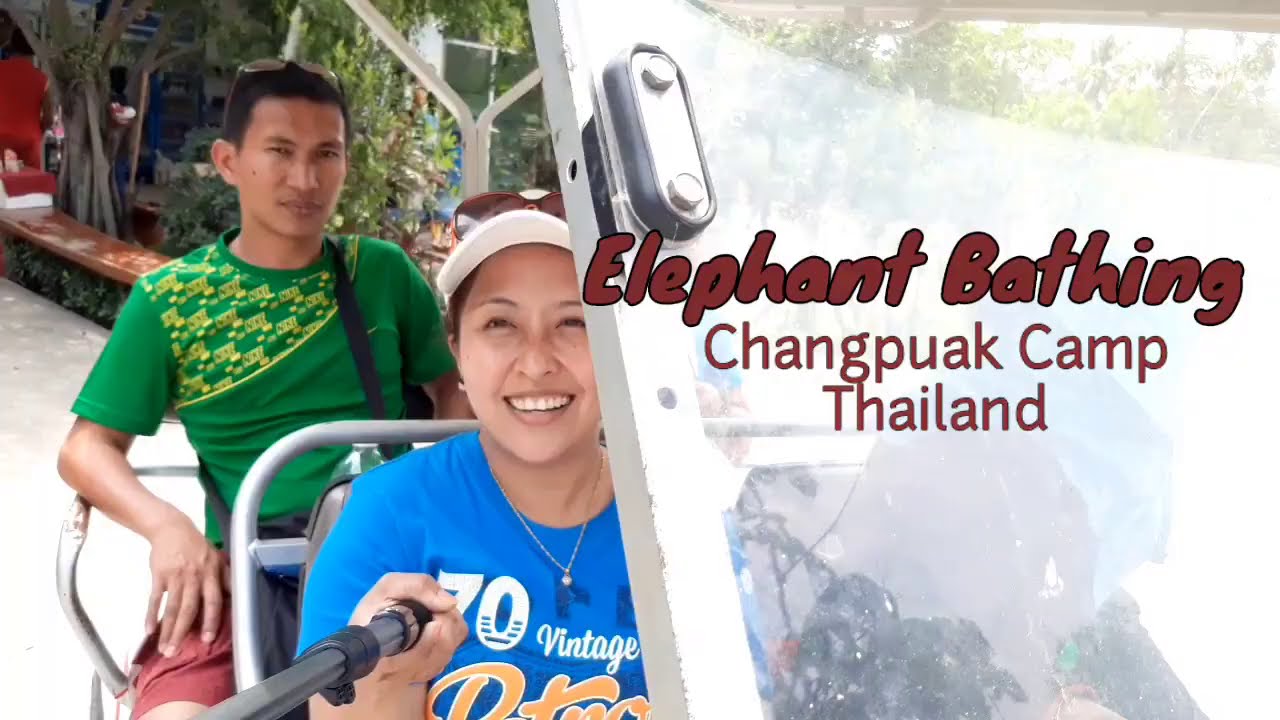 Elephant Bathing [ Changpuak Camp ] Thailand