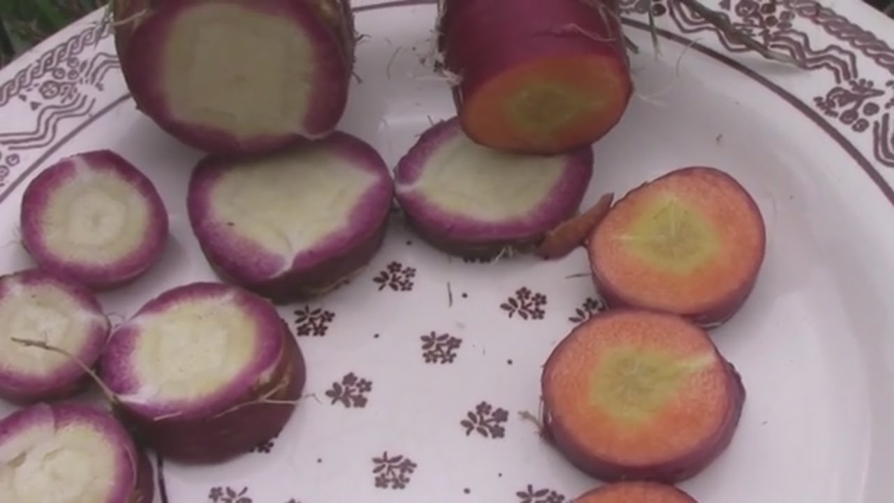 Comparing 3 Purple Carrots - Gniff, Cosmic Purple, and Purple Dragon.