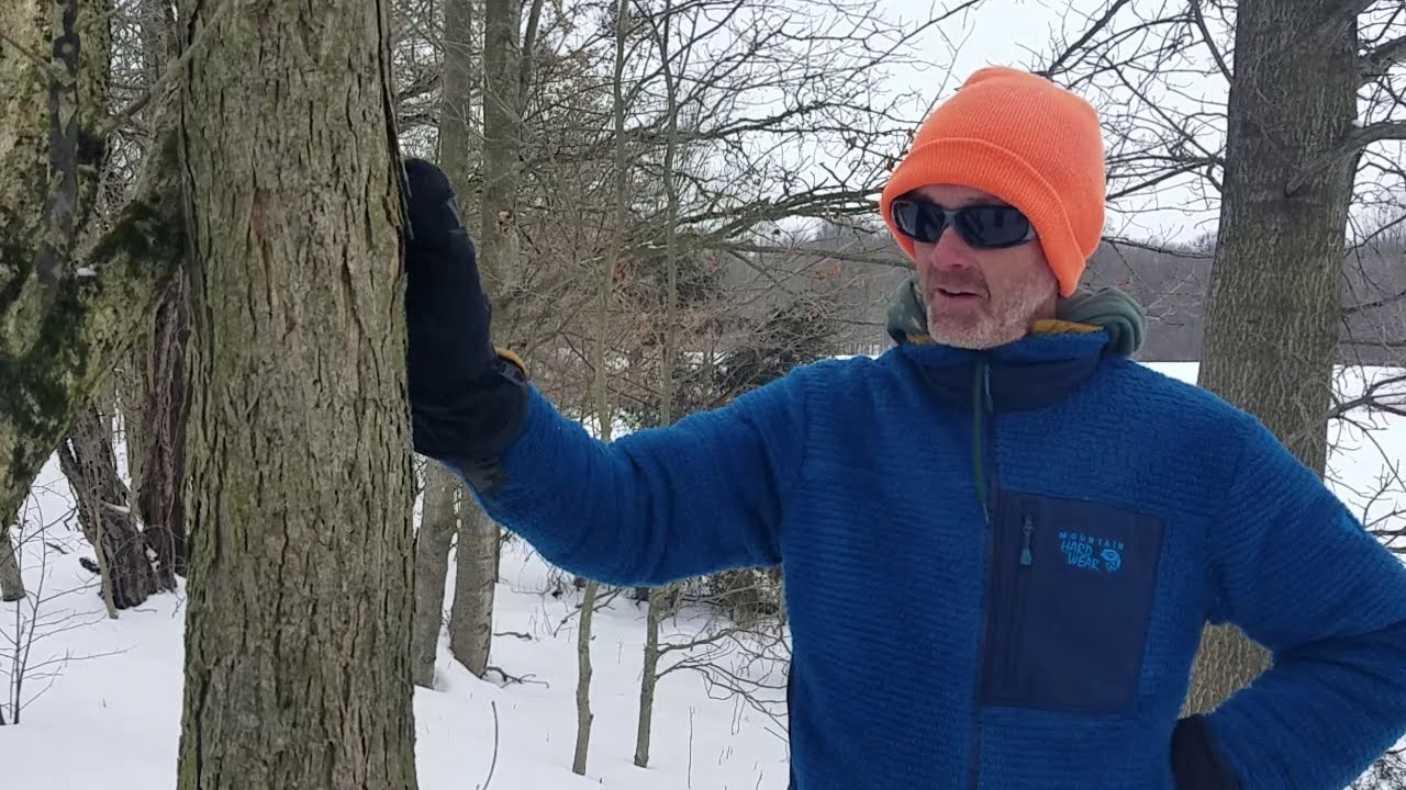 Winter Tree ID: Shagbark Hickory