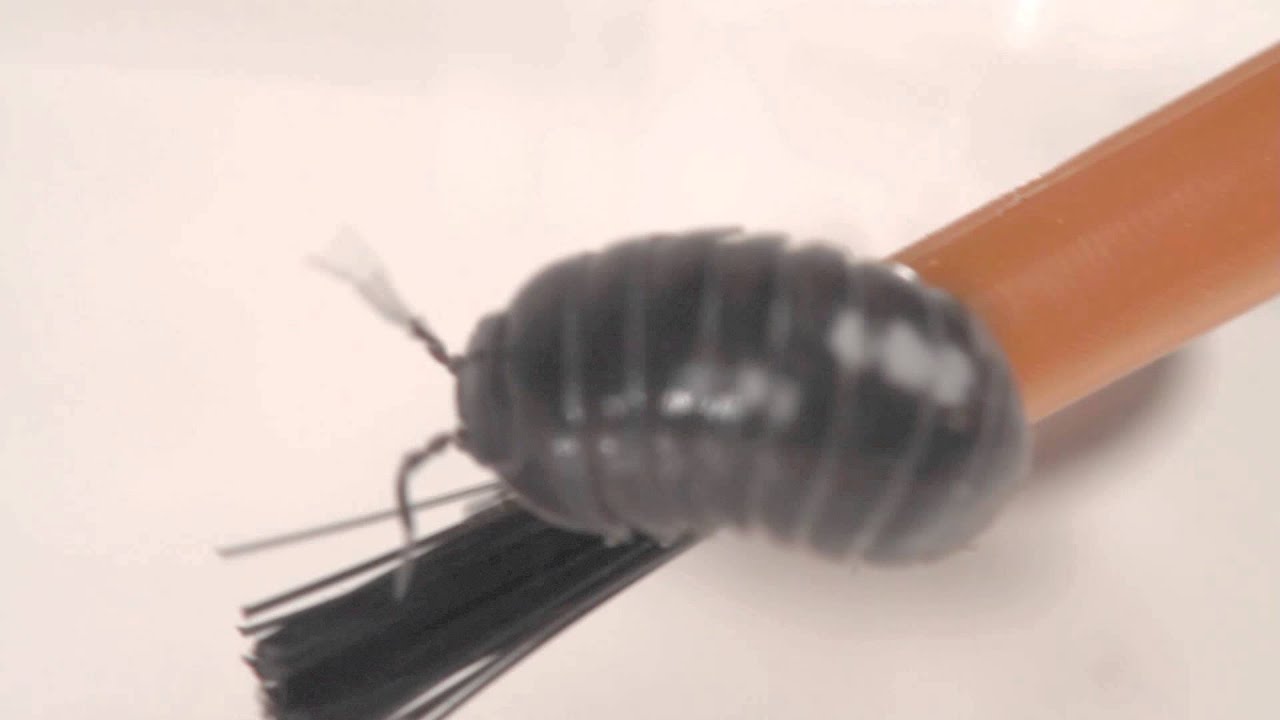 Pill Bug Product Feature Video