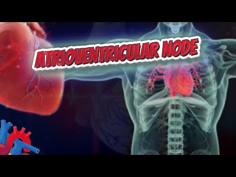 Atrioventricular node (Human Heart ❤️ & Cardiology) ❤️🔊✅