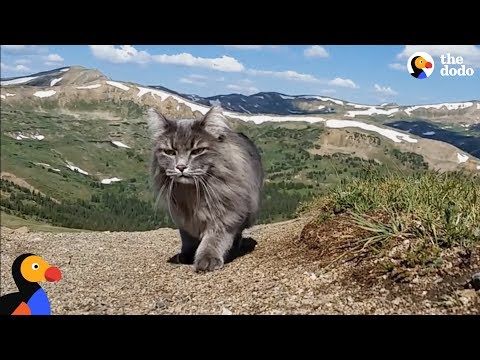 International Cat Day - Cat Videos to Motivate You to Exercise