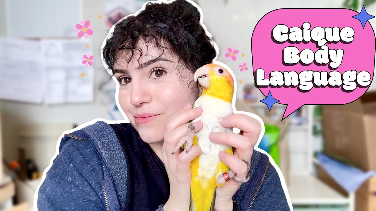 Understanding Caique Body Language