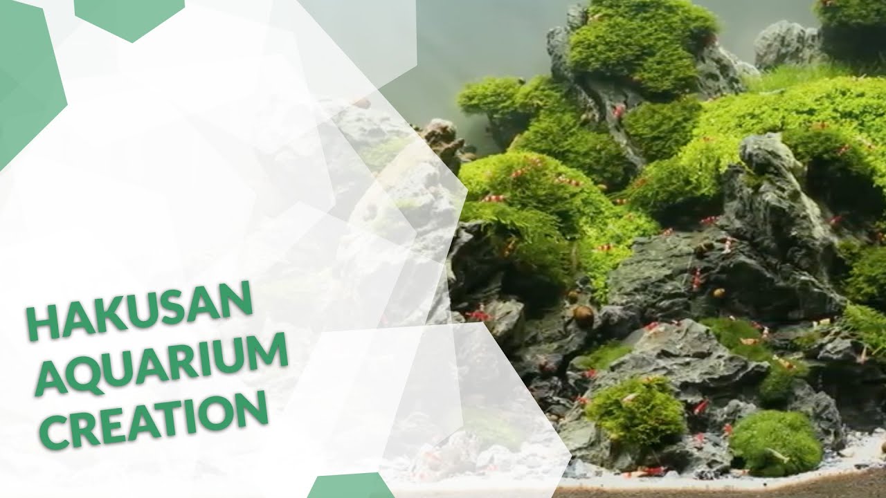 Aquascaping from project initialization to final Aquarium creation The Hakusan Film  4K video
