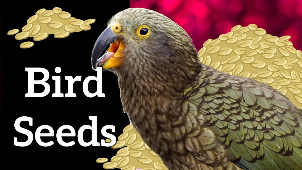 Bird Diets - Do Birds Eat Birdseed?