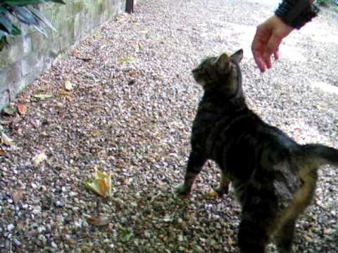 Wrong end of mackerel tabby II