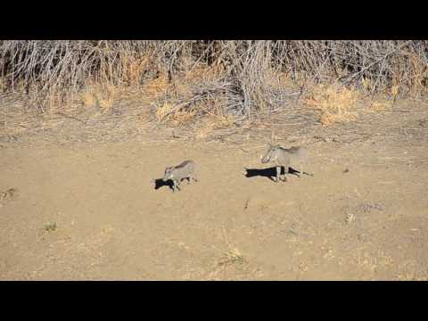 Warthogs in Daan Viljoen Game Reserve, Namibia