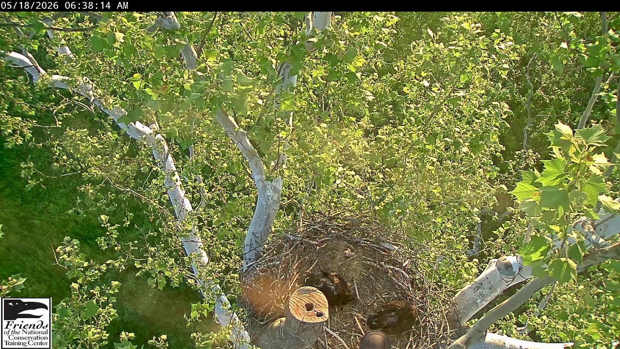 NCTC Eagle Nest: Camera 1