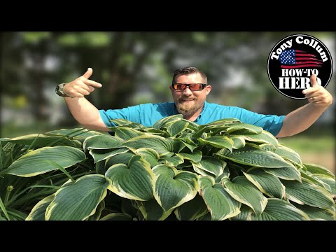 SECRETS to Growing Huge Hosta | QUICKLY