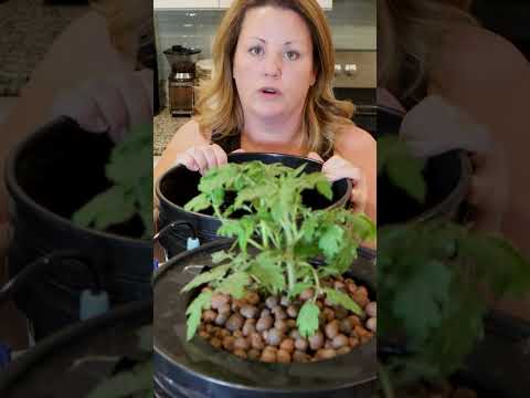 Expert Tip for pH Down in Pre-Existing Hydroponic Buckets