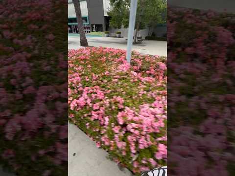 Pink Flowers Outside of Cinemark Theater Cinema in Marlton Ave in Baldwin Hills, CA 5/15 #cinemark