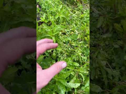 I found the best garden surprise! Food forest miracle. Epazote! Mexican herb. Invasive PNW garden