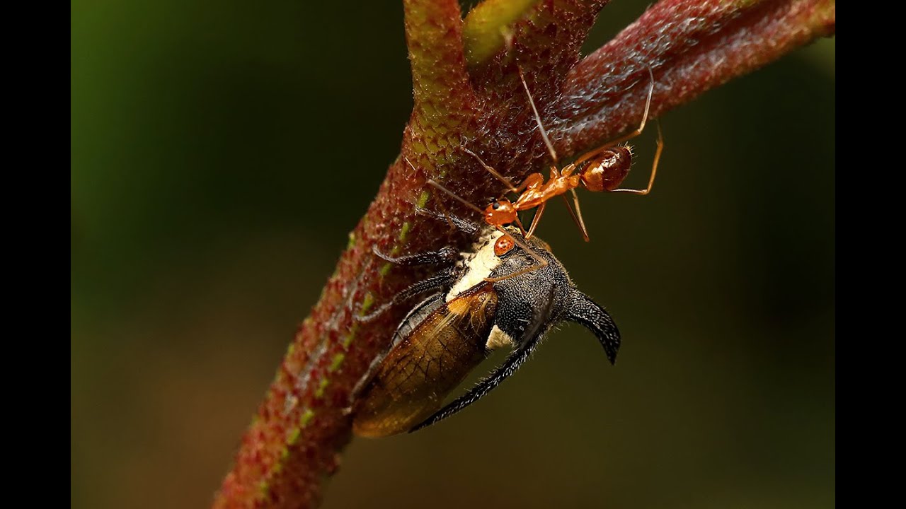 Mutualism between Treehopper and Weaver Ant