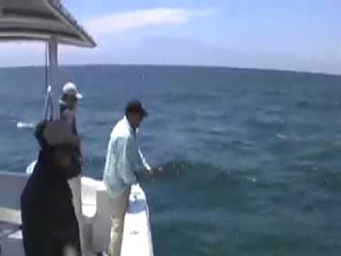 Giant roosterfish on the fly!