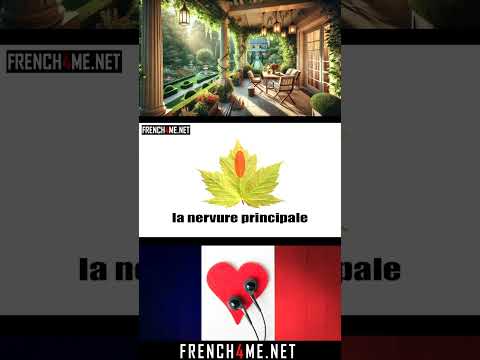 Learn French On Your Terrace I Feuille # Vol 1