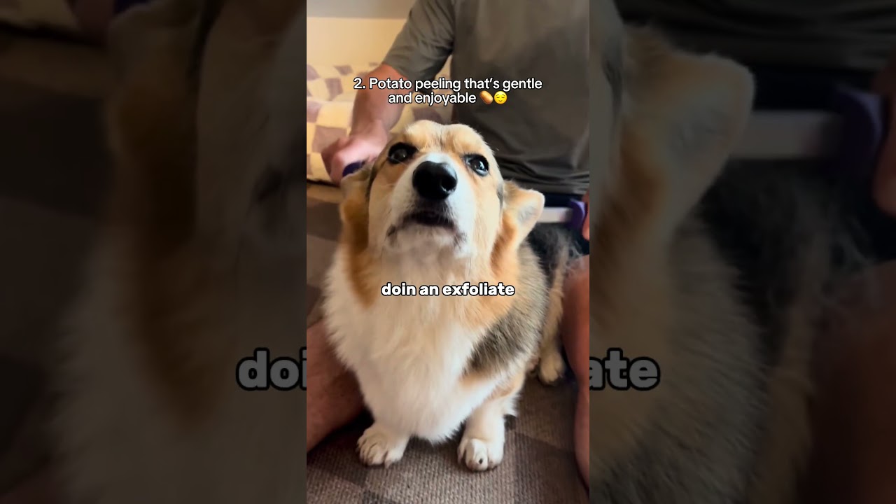 5 non negotiables in our corgi-ruled household