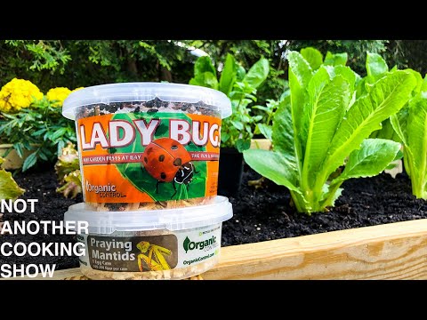 using LADYBUGS for ORGANIC PEST CONTROL
