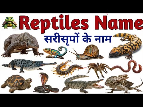 Reptiles Name | Names of Reptiles | Reptiles Name in Hindi and English #reptilesname