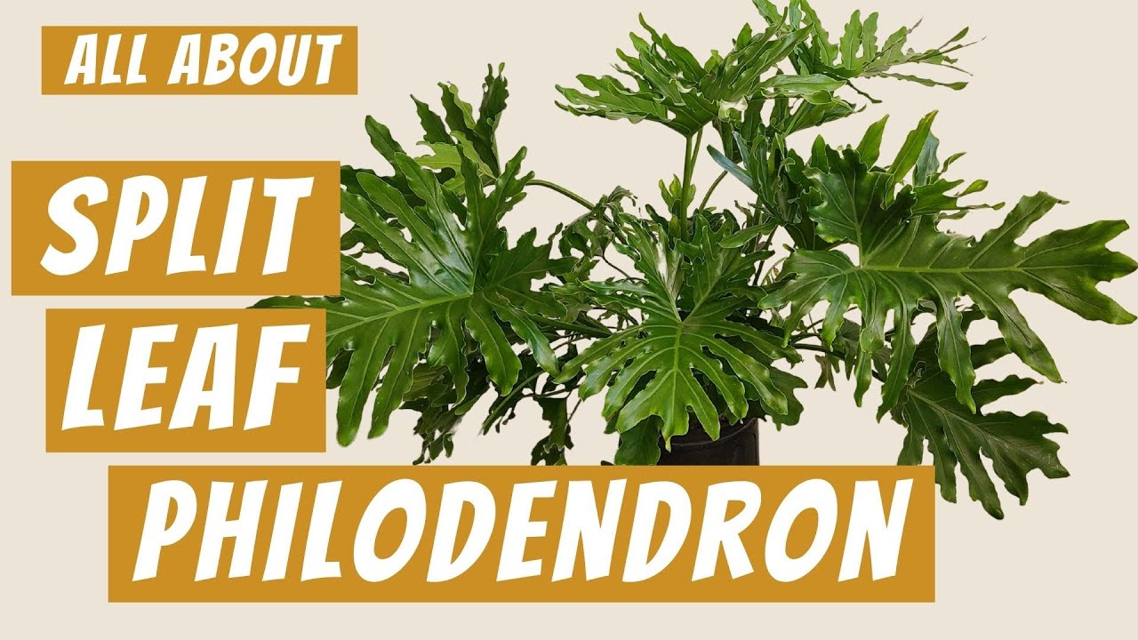 All about the Split Leaf Philodendron | Philodendron Selloum | Tree Philodendron