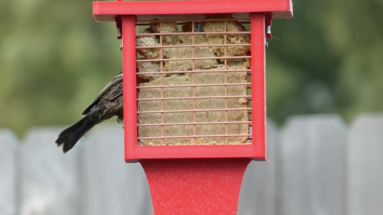 Birds Choice Color Pop Suet Feeder with Tail Prop Unboxing #suet