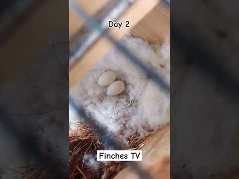 Finch lay one egg each day #finch #finches #zebrafinches #whitezebrafinch #birds