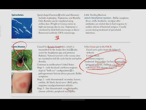 Spirochetes, Lyme disease | Microbiology # 24 | First Aid USMLE in Urdu/Hindi