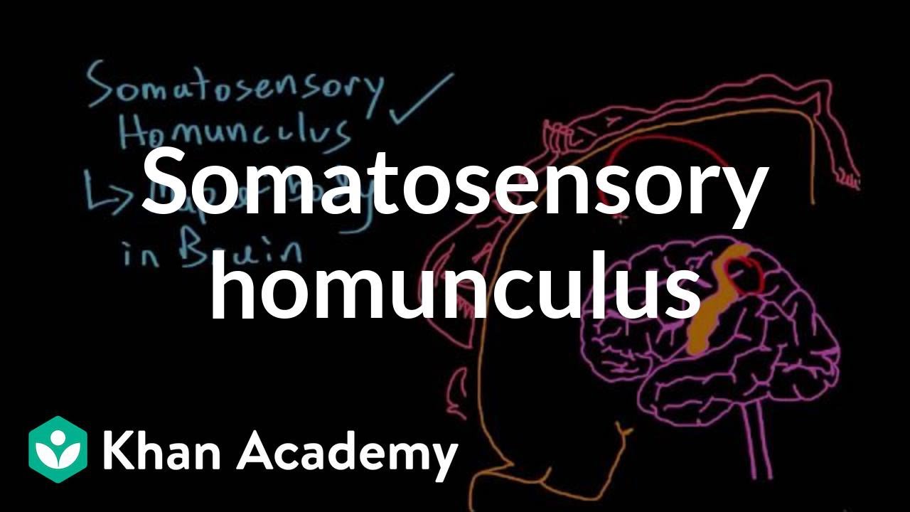 Somatosensory homunculus | Processing the Environment | MCAT | Khan Academy