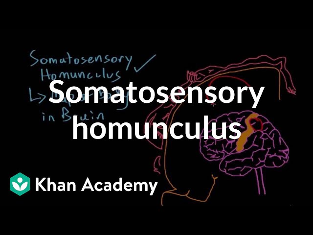 Understanding the Somatosensory Homunculus: A Map of the Body in the ...