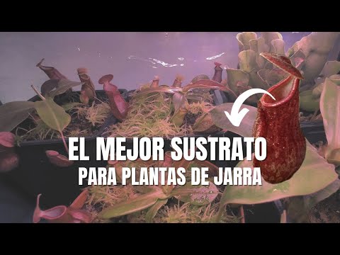 THE BEST SUBSTRATE FOR PITCHER PLANTS 💯
