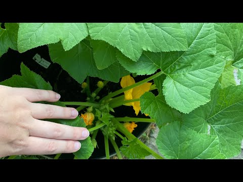 Just a little update, talking about our plants