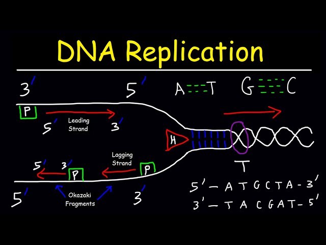 Understanding DNA Replication: Leading Strand, Lagging Strand, and ...