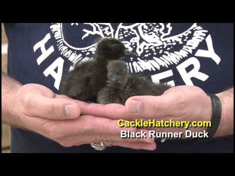 Black Runner Duck Breed