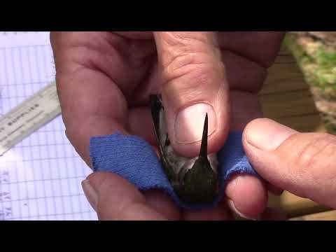 BirdBytes - Banding a Hummingbird