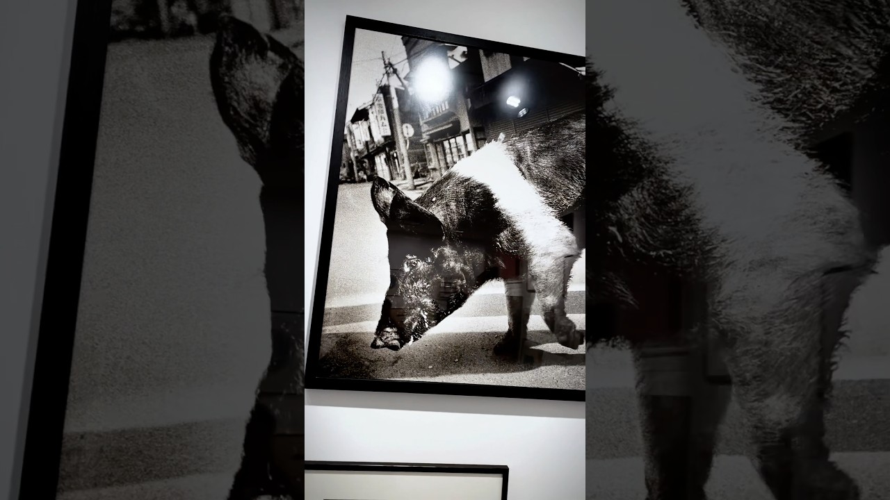 NEW AUCTION007の写真の展示！森山大道の写真いい！ #newauction AUCTION #フォトグラファー #森山大道