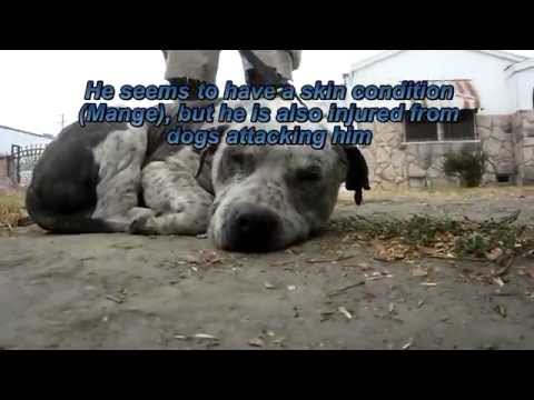 Rocky, rescued today from life on the streets (video by Eldad Hagar) #pitbull