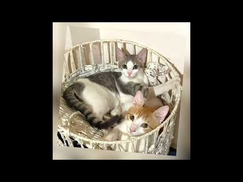 Cat for adoption - Pimba and Meshmesh - Foster needed, a Turkish Van ...