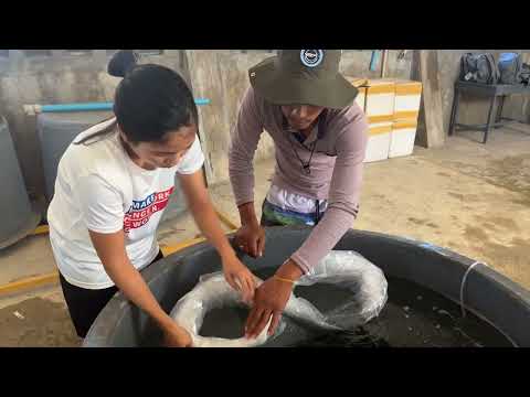 BFAR Training Course on Marine Fish Hatchery Operations