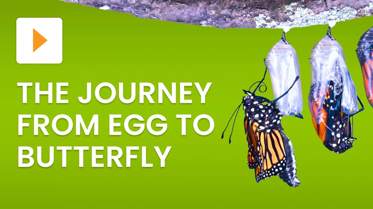 The Life Cycle of a Butterfly - Science for Kids
