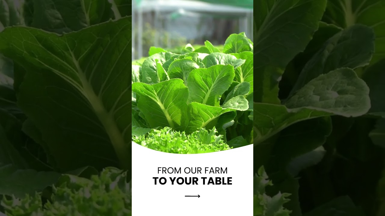 Organic Produce Delivered to Your Door with Full Circle