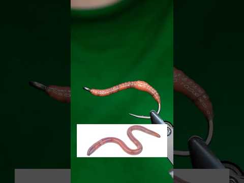 Earthworm Fly!