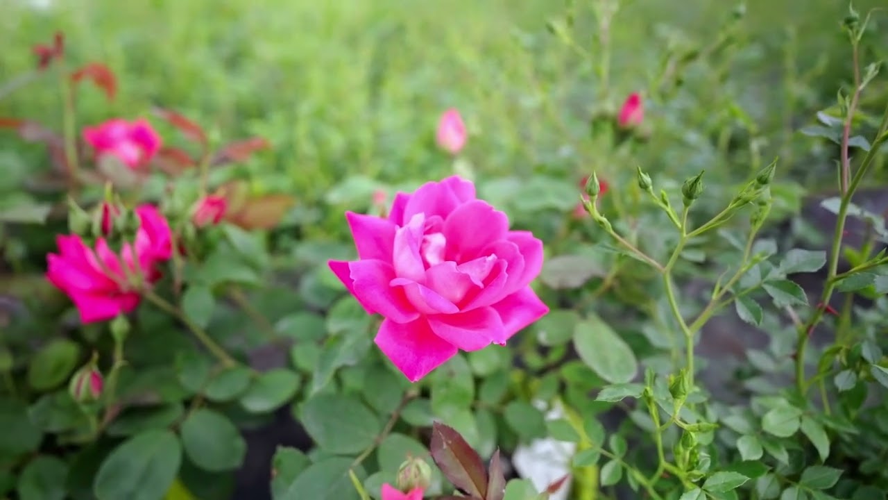 Willowbrook Nurseries 2024
