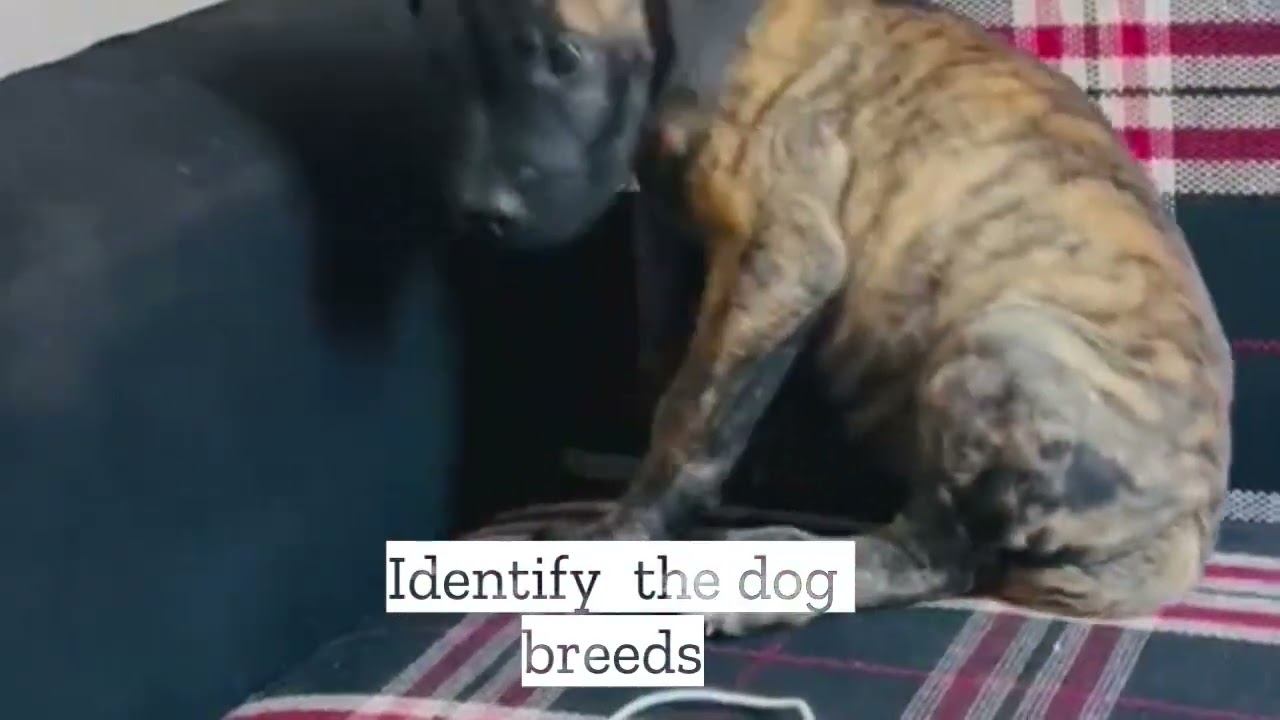 Can You Identify These Dog Breeds? 🐶 Only True Dog Lovers Will Get Them All!