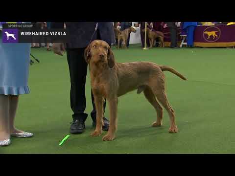 Hungarian Wire-haired Pointer - Characteristics and character - Dogs breeds