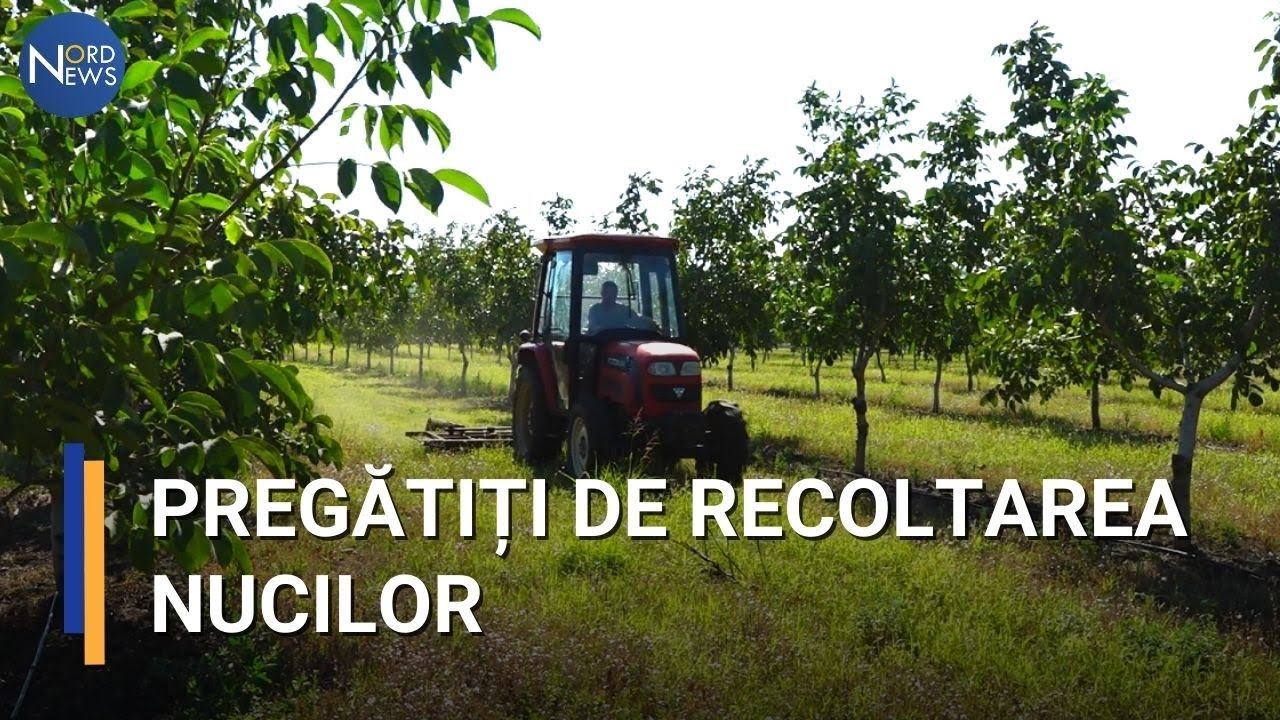 Cele mai populare soiuri de nuci din lume, se găsesc într-o livadă din ...