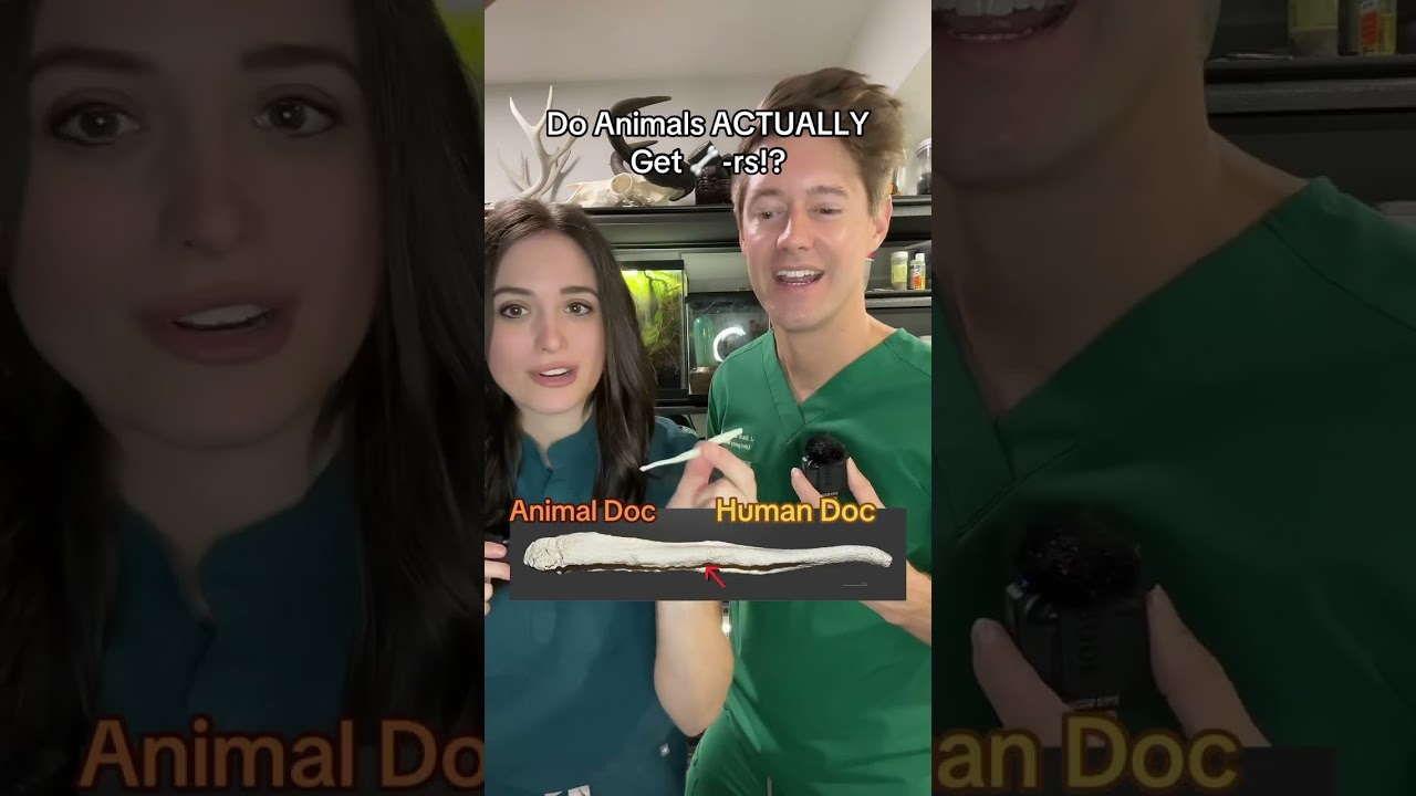 Vet and Human Doctor Discuss Animal Baculum